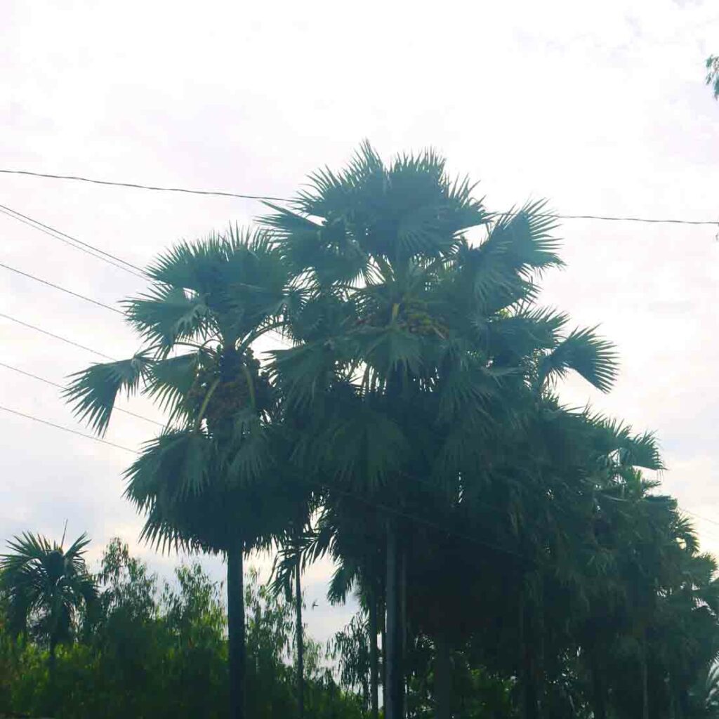 Tree Ghar village people & roads stock photos in Bangladesh - MasterBundles