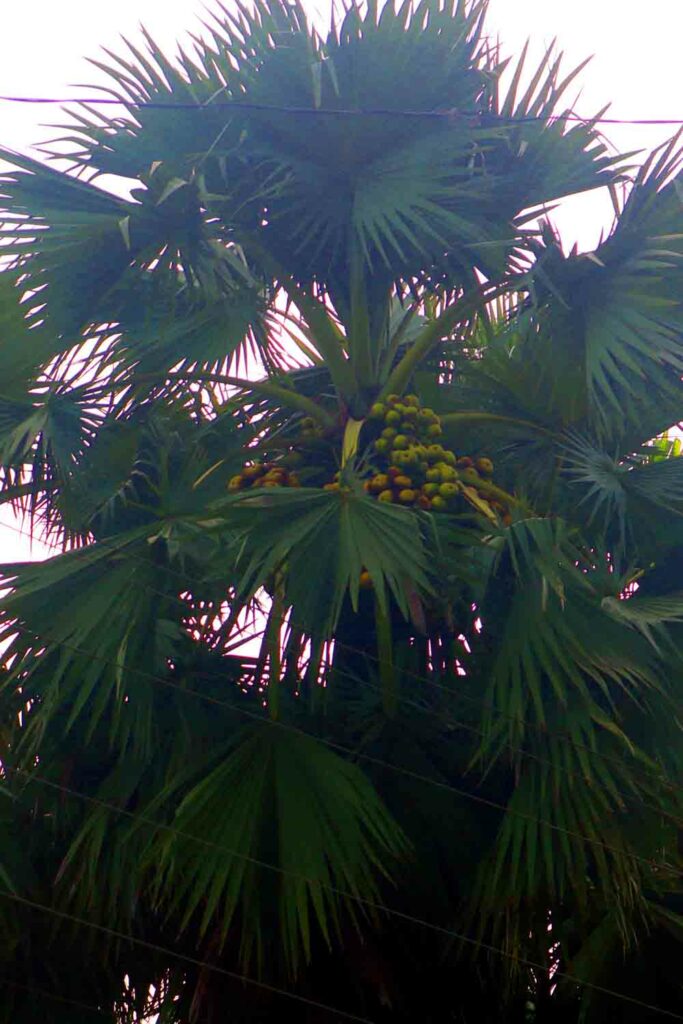 Tree Ghar village people & roads stock photos in Bangladesh - MasterBundles