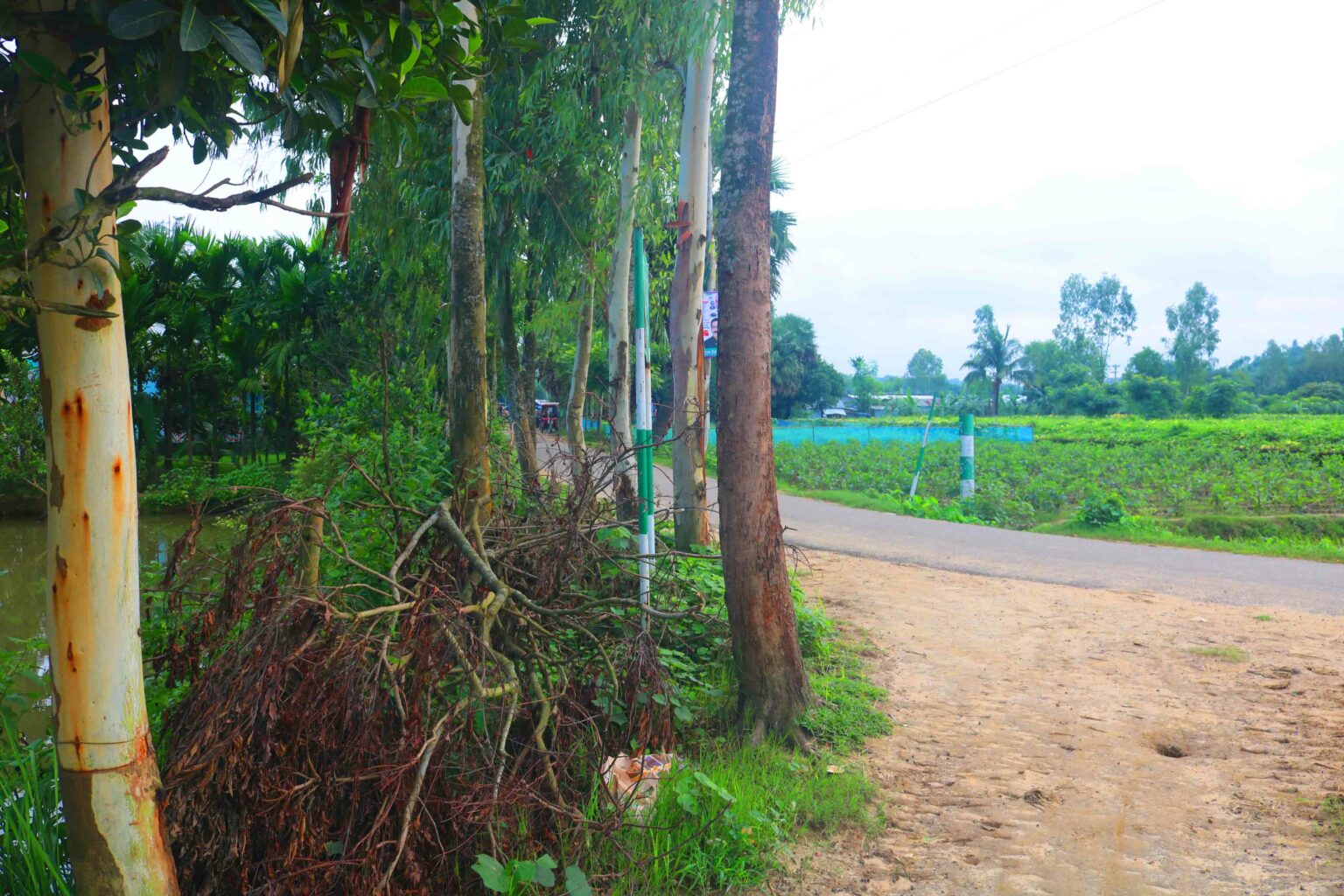 Tree Ghar village people & roads stock photos in Bangladesh - MasterBundles