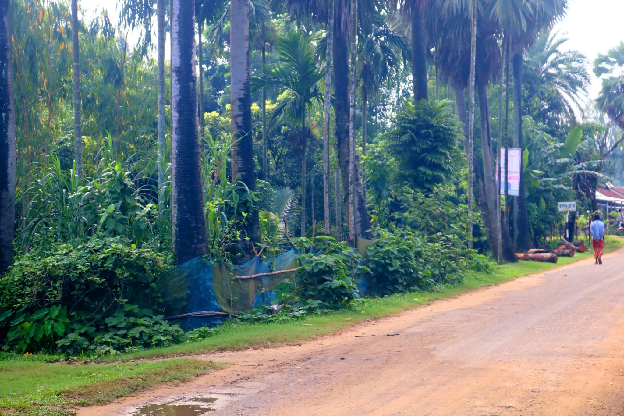 Tree Ghar village people & roads stock photos in Bangladesh - MasterBundles