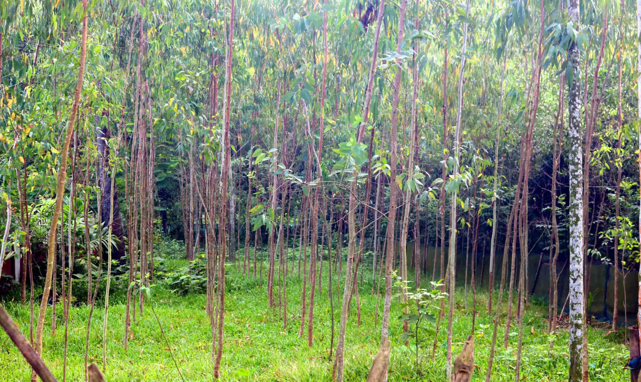 Tree Ghar village people & roads stock photos in Bangladesh - MasterBundles