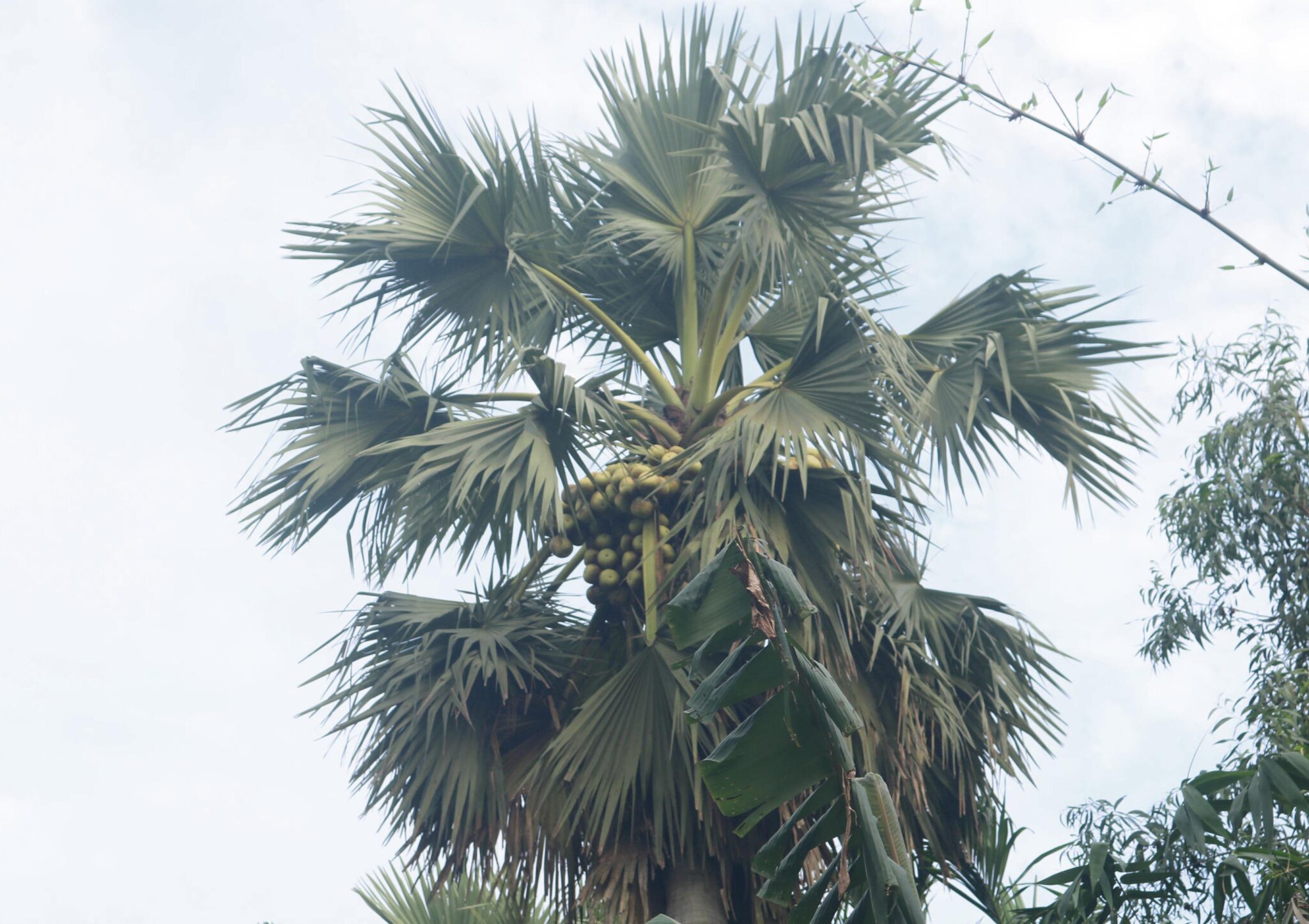 Tree Ghar village people & roads stock photos in Bangladesh - MasterBundles