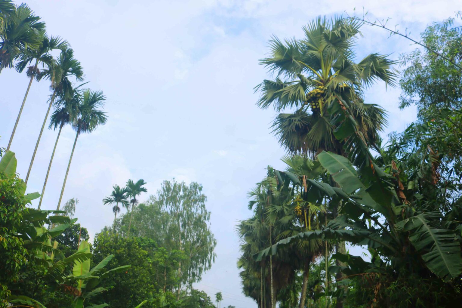 Tree Ghar village people & roads stock photos in Bangladesh - MasterBundles