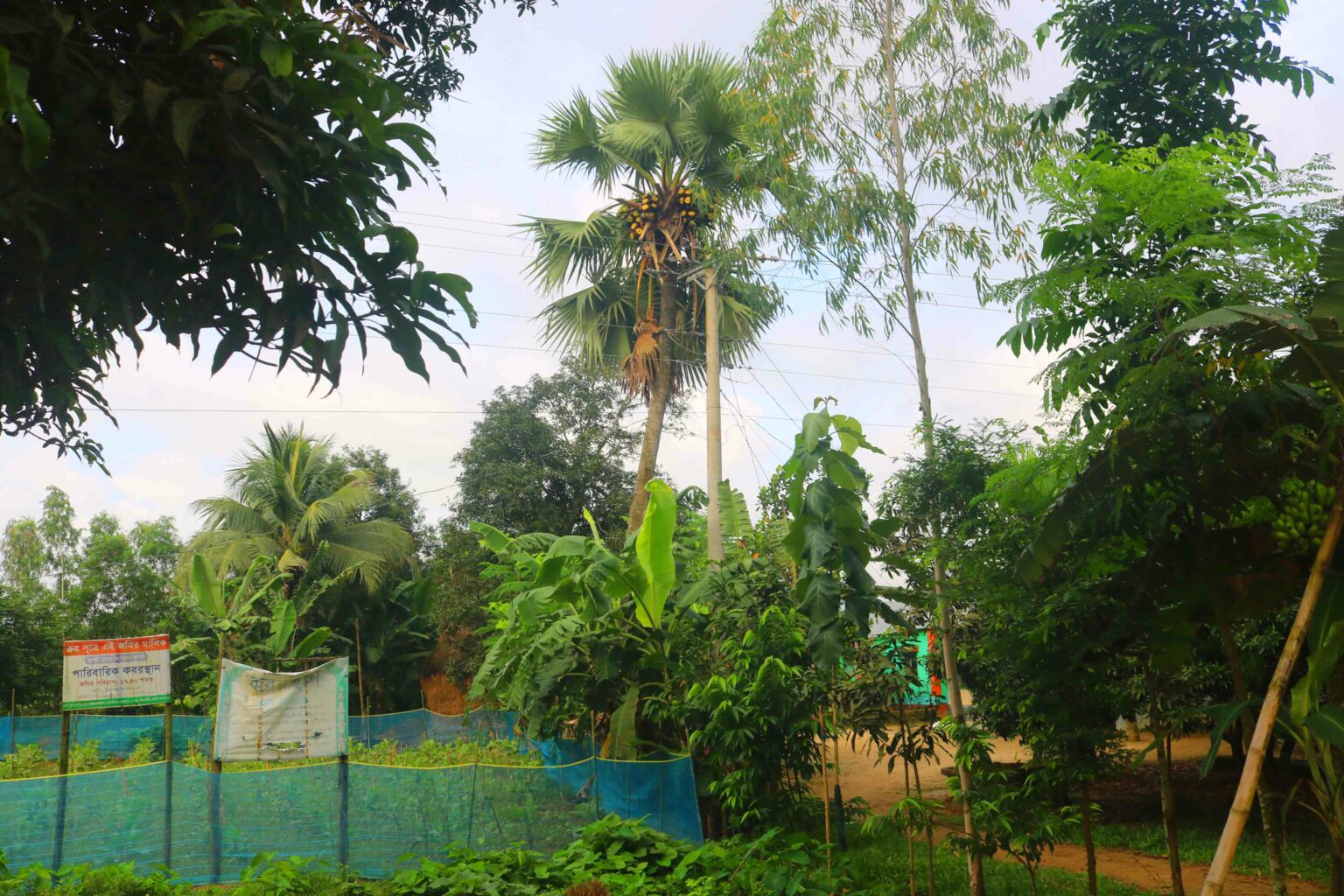 Tree Ghar village people & roads stock photos in Bangladesh - MasterBundles