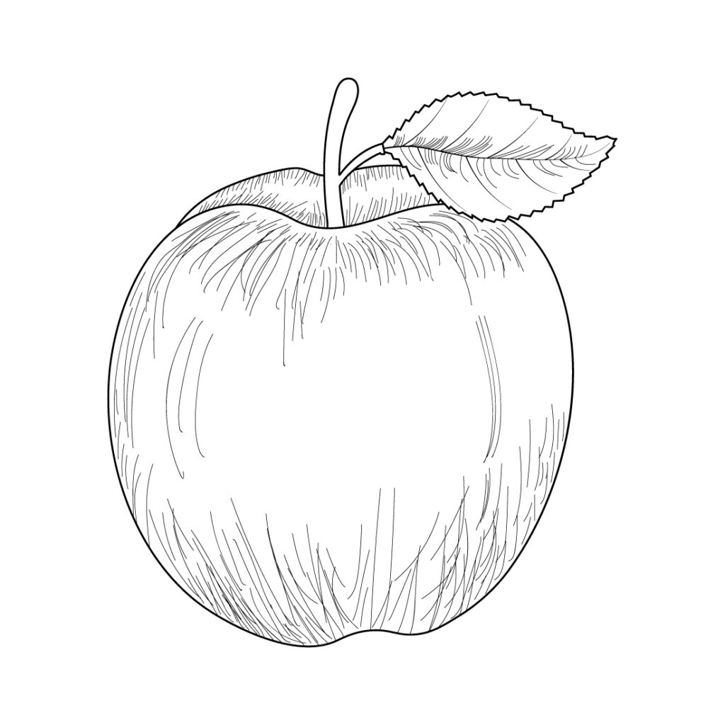 Apple Fruits outline illustration vector - MasterBundles