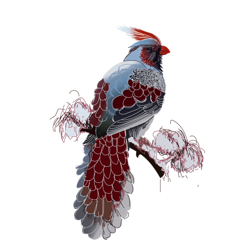 Long tail Beautiful Natural birds Vector Design . - MasterBundles