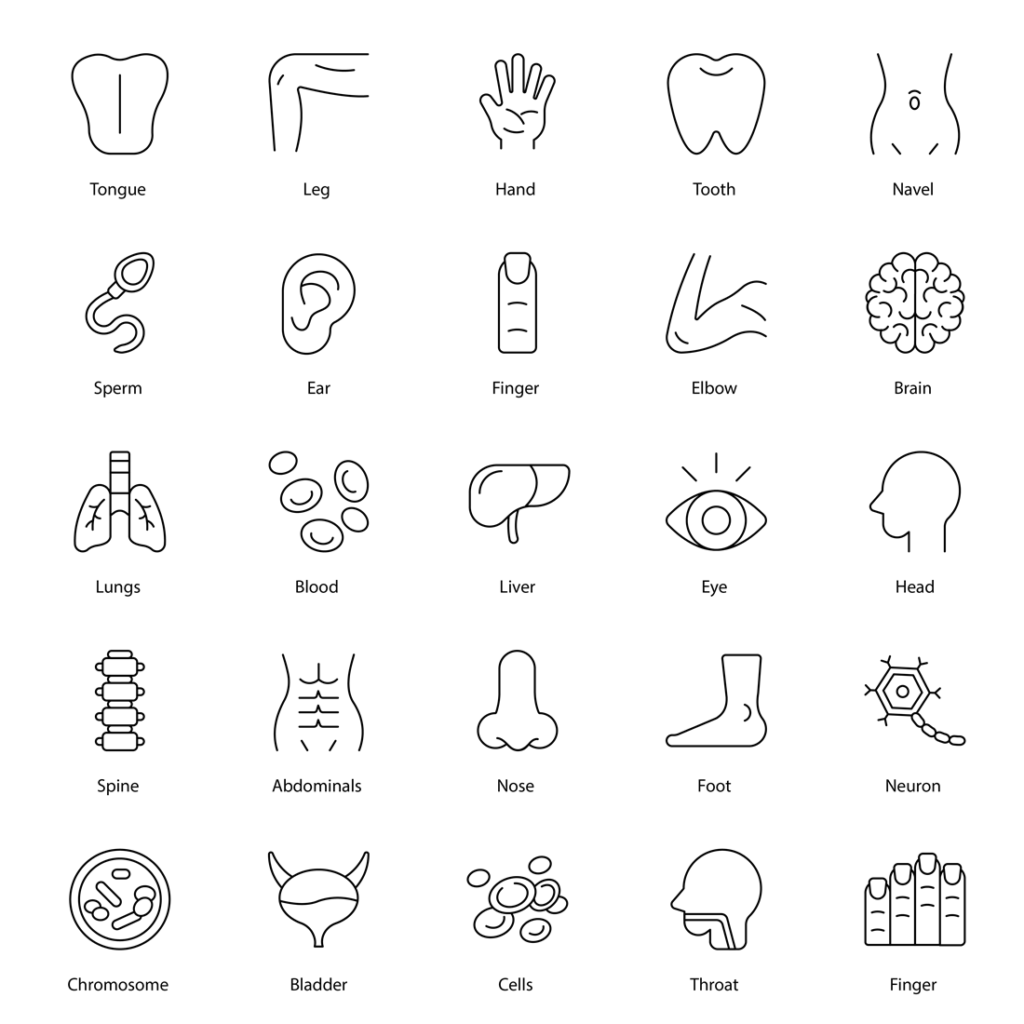 Human Body Icon Set - MasterBundles