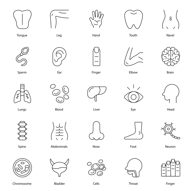 Human Body Icon Set - MasterBundles