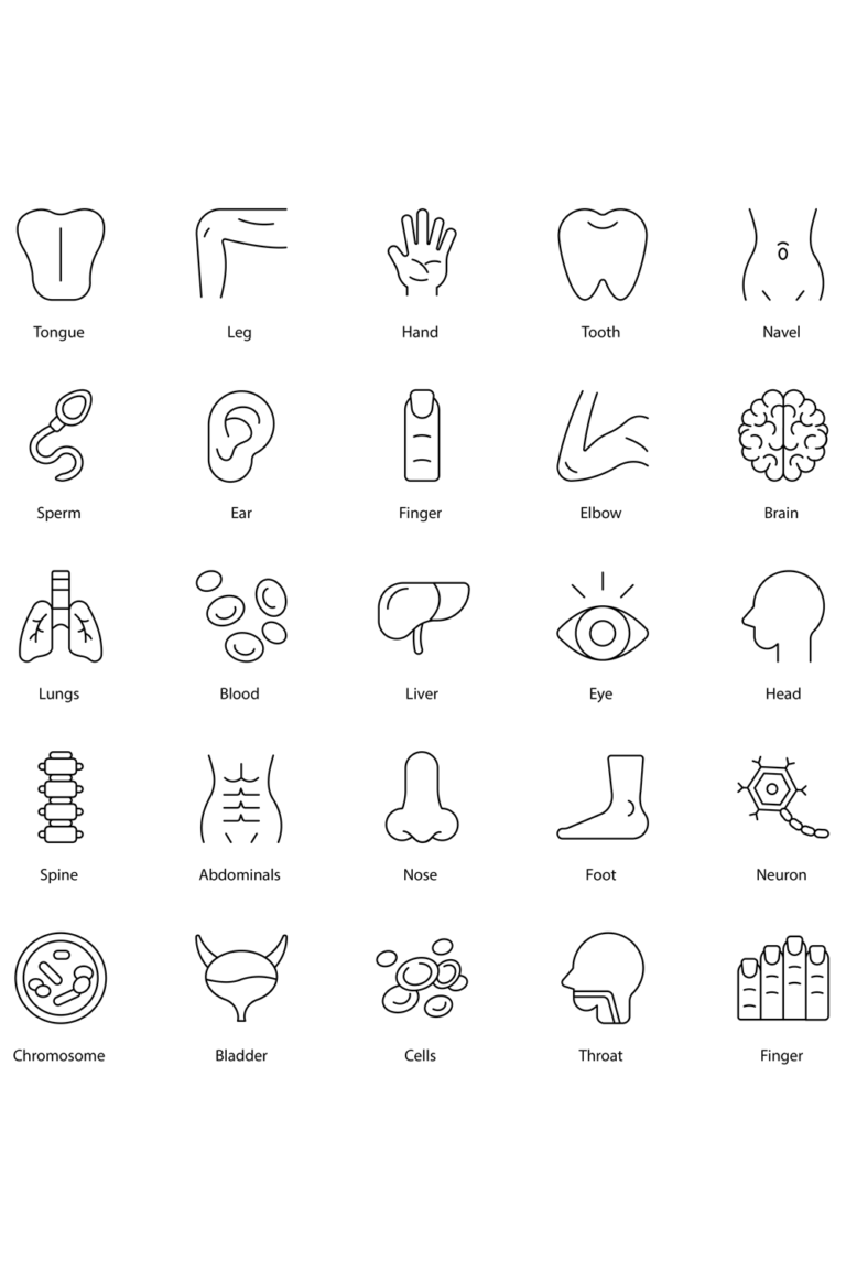 Human Body Icon Set - MasterBundles