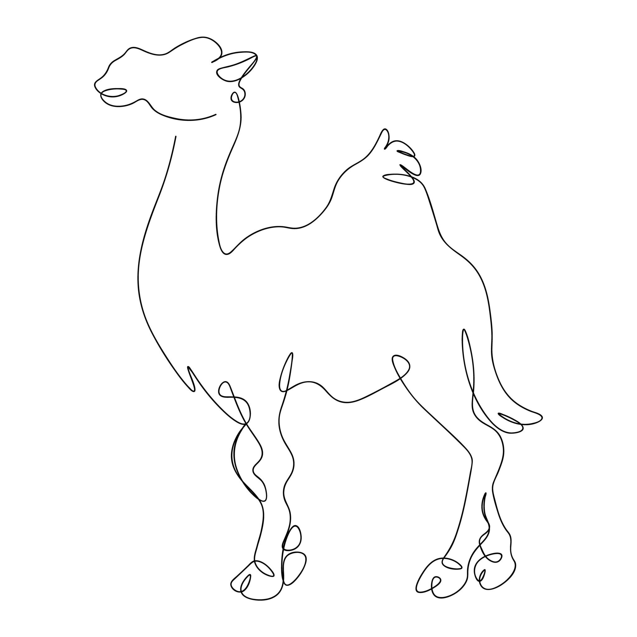 Camel Single Line Art Drawing For Personal Or Commercial Use ...