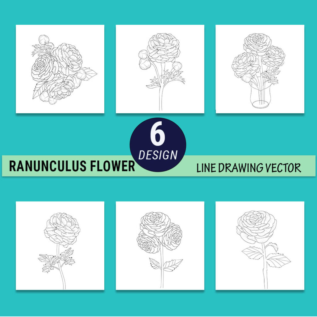 botanical ranunculus drawing, easy ranunculus flower drawing, sketch ...