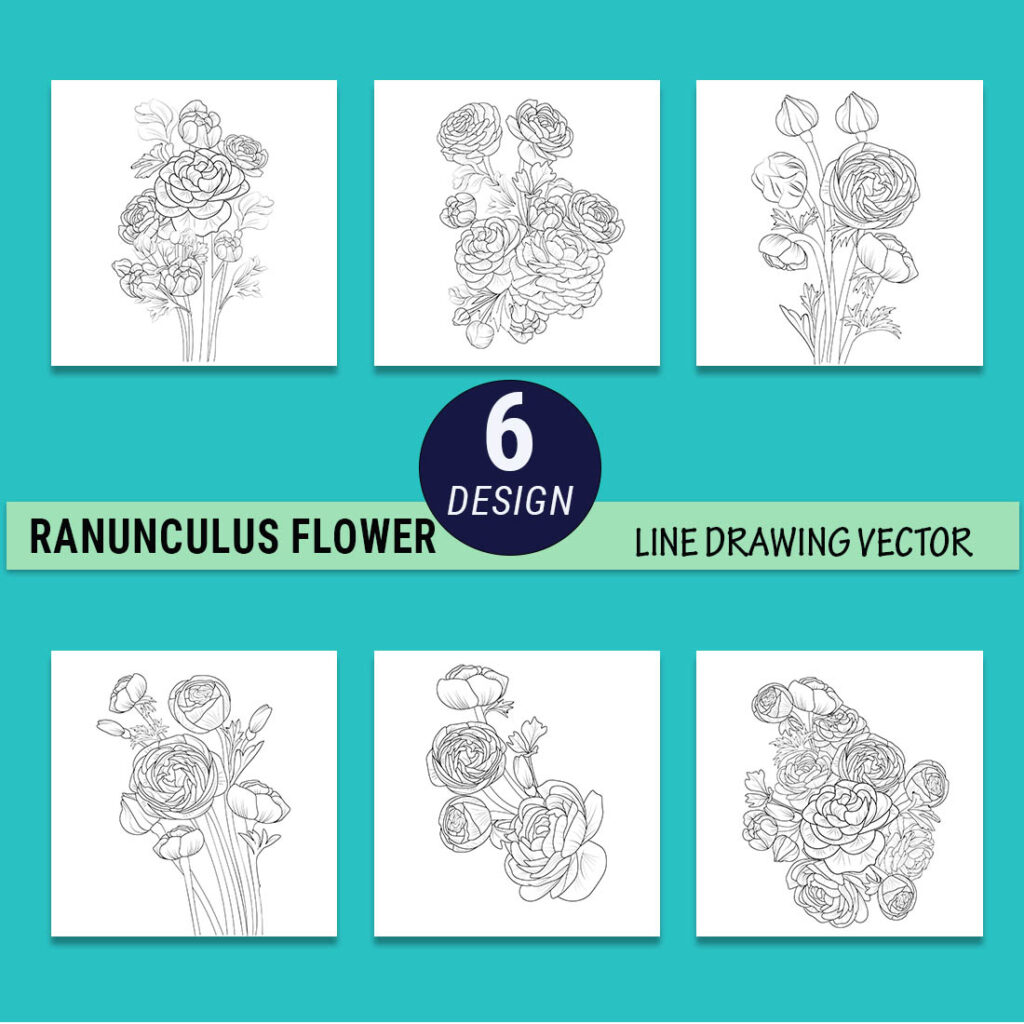 ranunculus flower drawing, sketch buttercup flower drawing, realistic ...