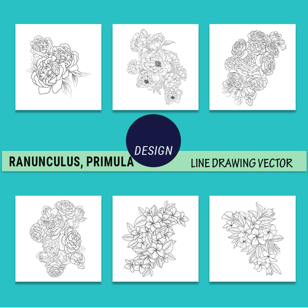 hand drawing ranunculus drawing, ranunculus illustration, Frangipani ...