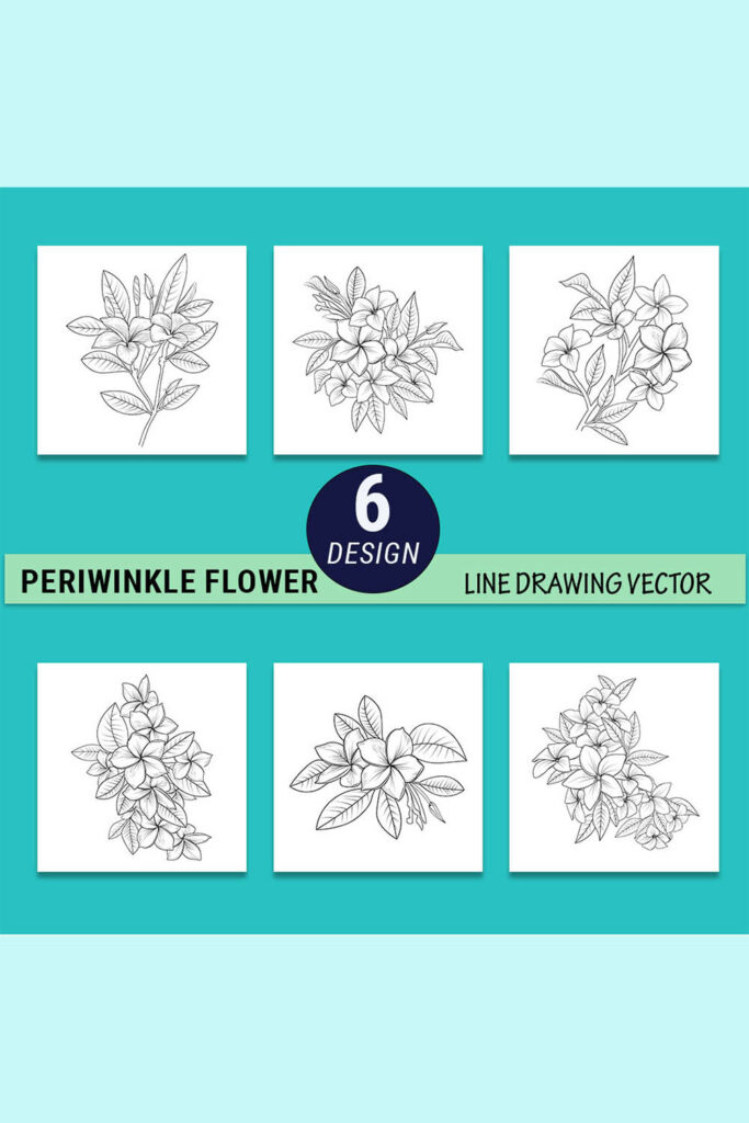 Frangipani flower drawing, vector sketch hand frangipani flower, sketch ...