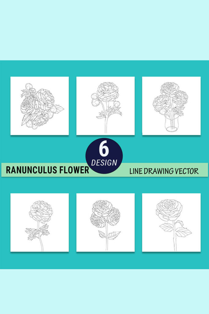 botanical ranunculus drawing, easy ranunculus flower drawing, sketch ...