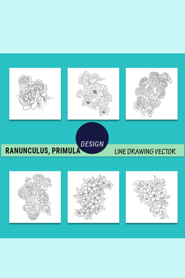 hand drawing ranunculus drawing, ranunculus illustration, Frangipani ...