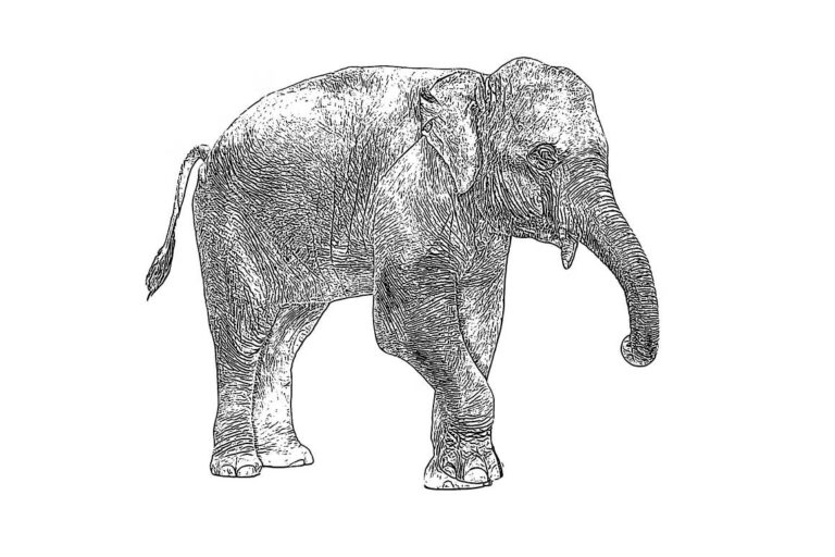 Easy Line Art Photoshop Action - MasterBundles