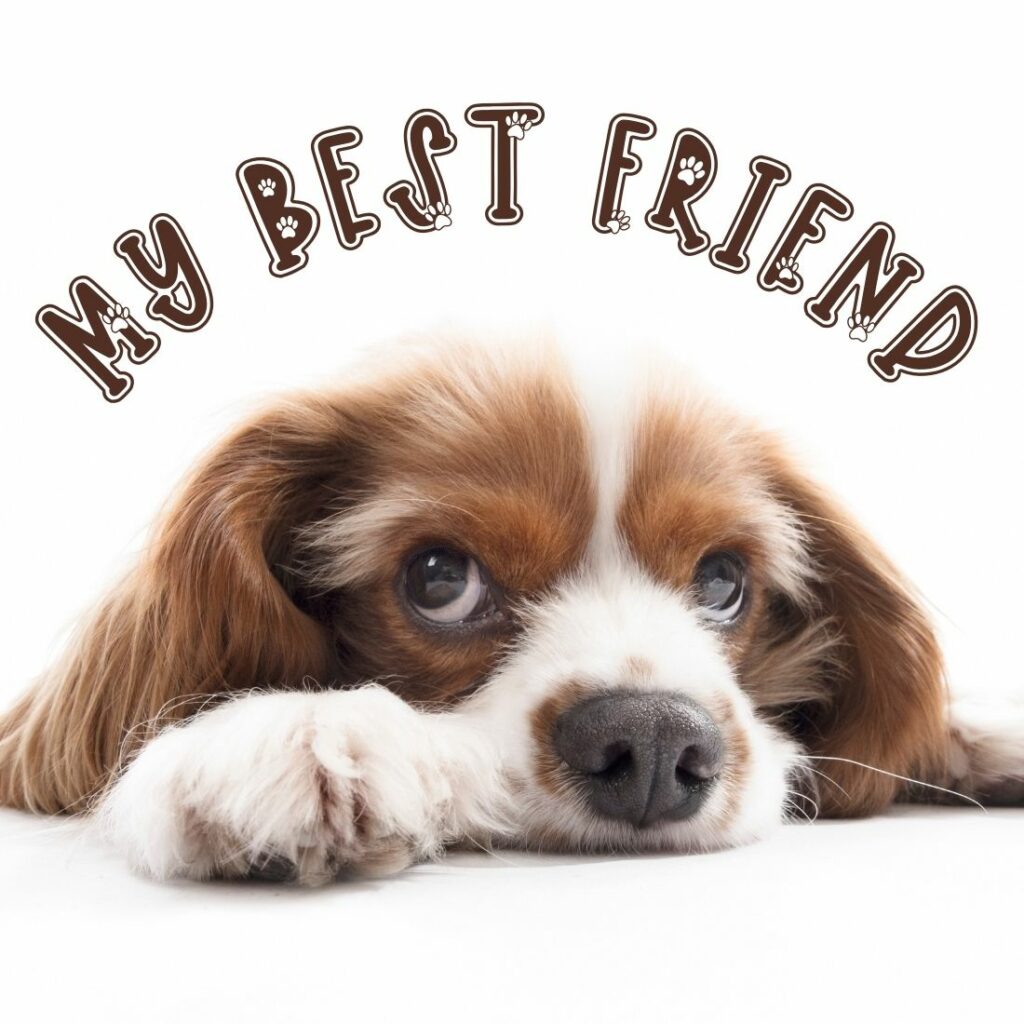 Cute Animal Paw- Display Font - MasterBundles