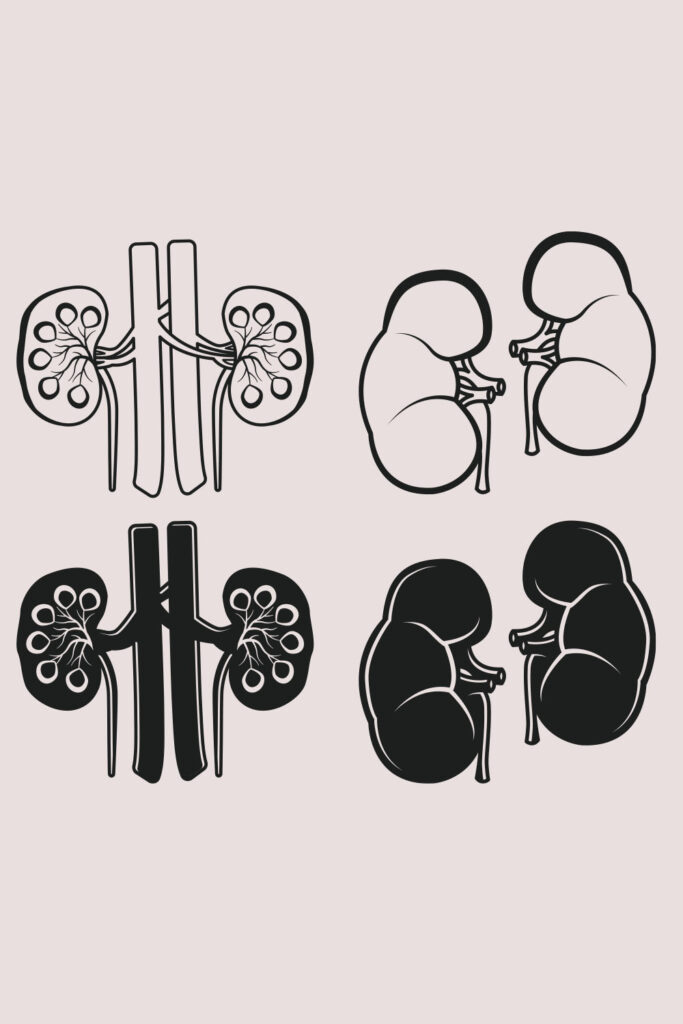 Kidney SVG Bundle, Kidney Anatomy Svg, Doctors Svg, Urinary Svg, Kidney ...