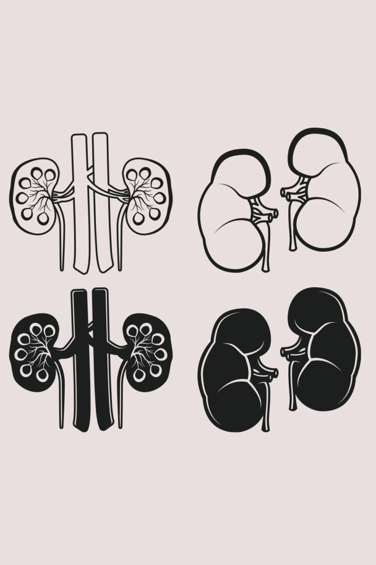 Kidney SVG Bundle, Kidney Anatomy Svg, Doctors Svg, Urinary Svg, Kidney ...