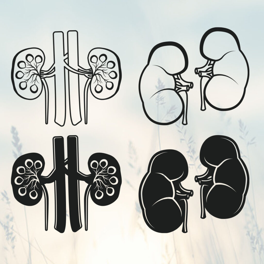Kidney SVG Bundle, Kidney Anatomy Svg, Doctors Svg, Urinary Svg, Kidney ...
