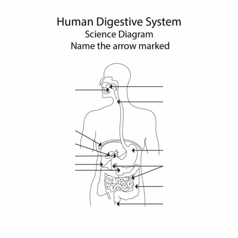 science diagrams class 10th-Human Digestive-System - MasterBundles