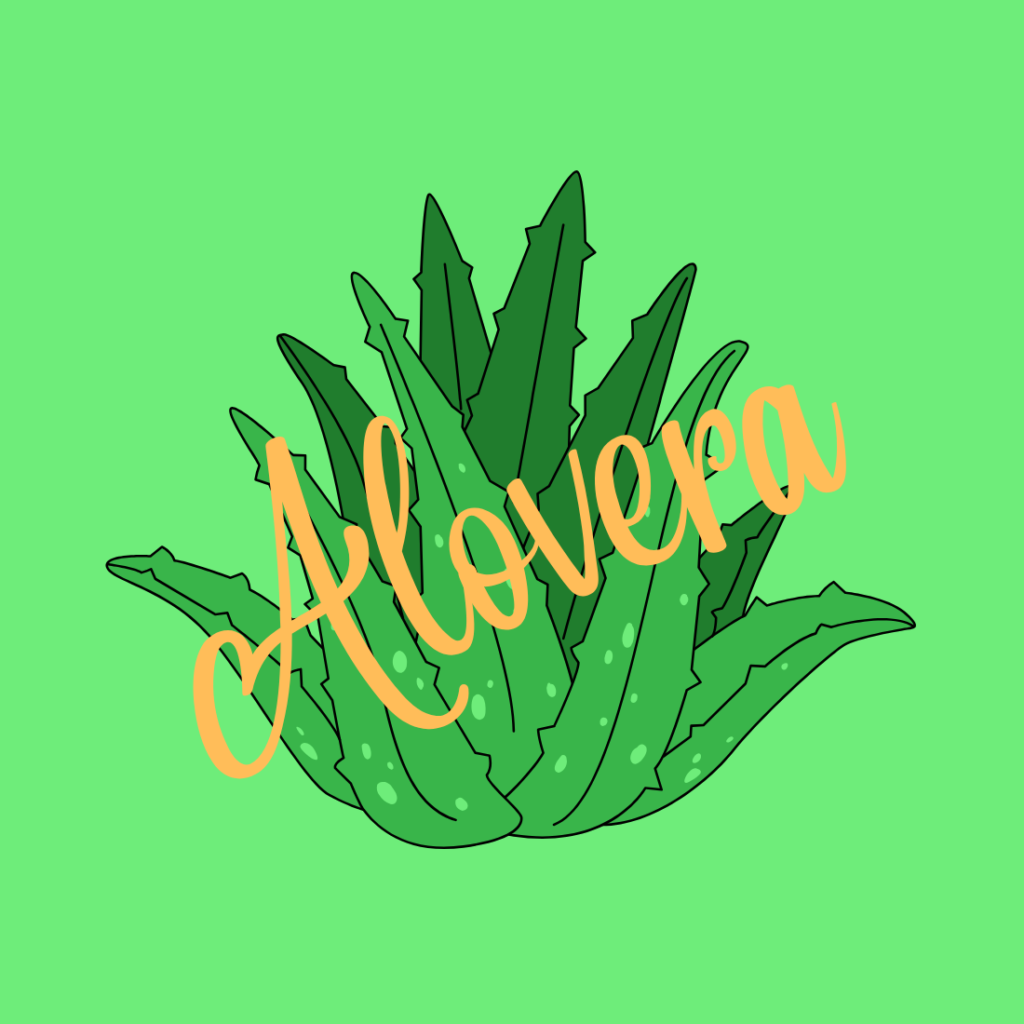 Alovera a new T-Shirt design - MasterBundles