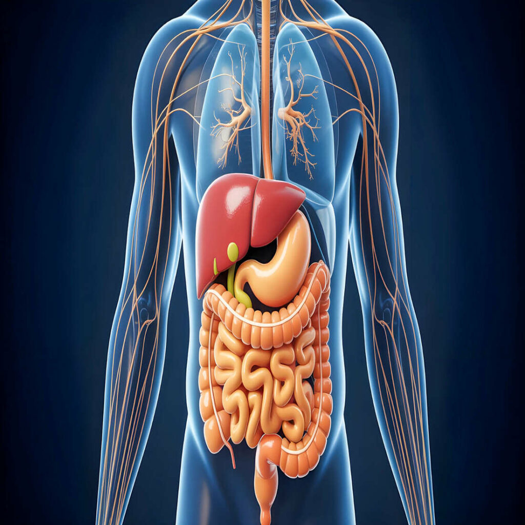Gut Health Concept Medical Illustration Bundle, Microbiome Probiotics ...