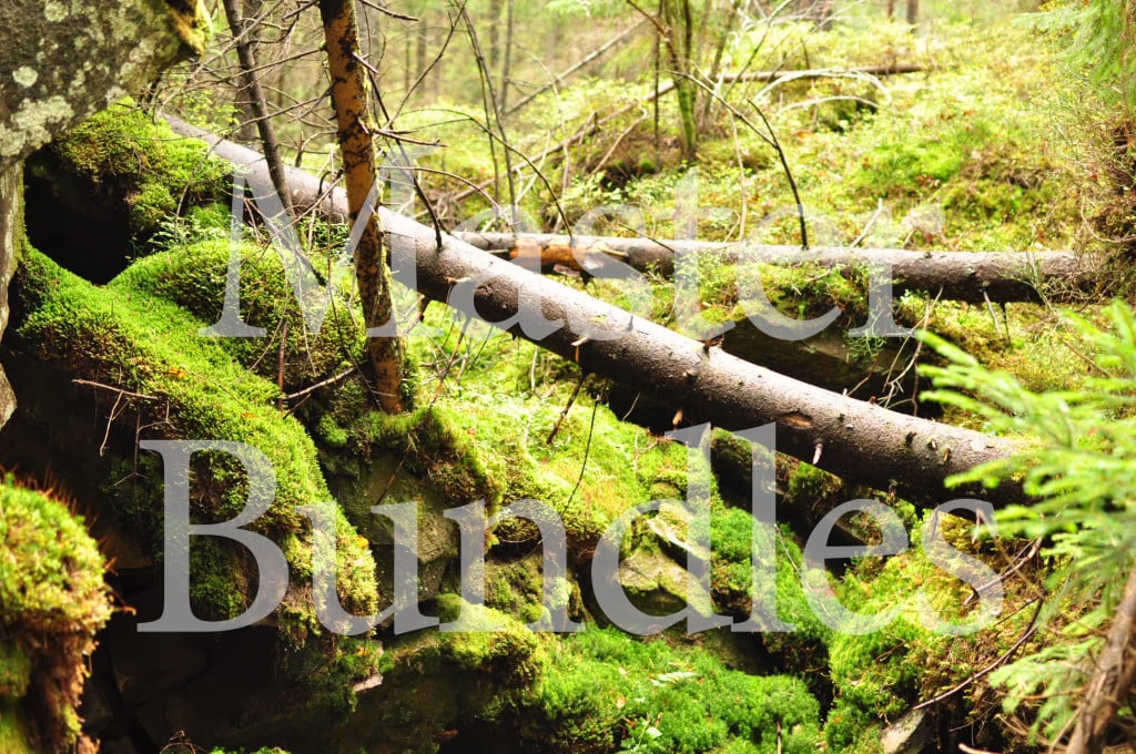 55+ Forest Cover Photos with Extended License. Photography Bundle ...