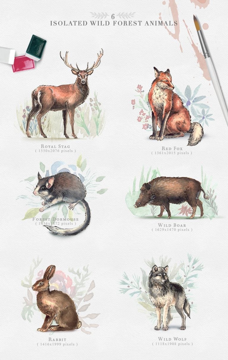 Wild Forest Watercolor Collection – MasterBundles