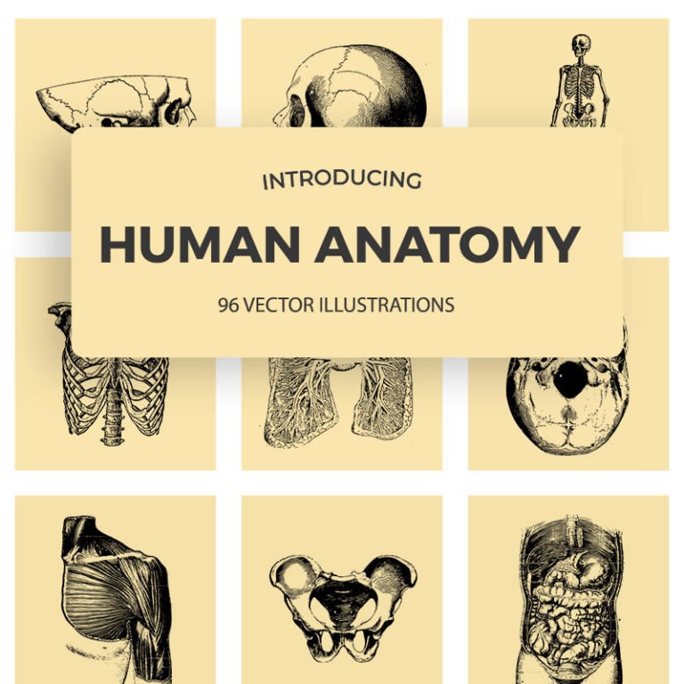 96 Vintage Anatomy Illustrations 2021: Human Anatomy Vectors ...