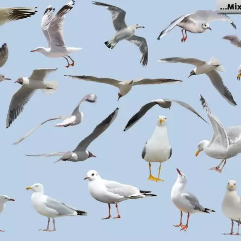 31 Seagull PNG Photo Overlays | MasterBundles