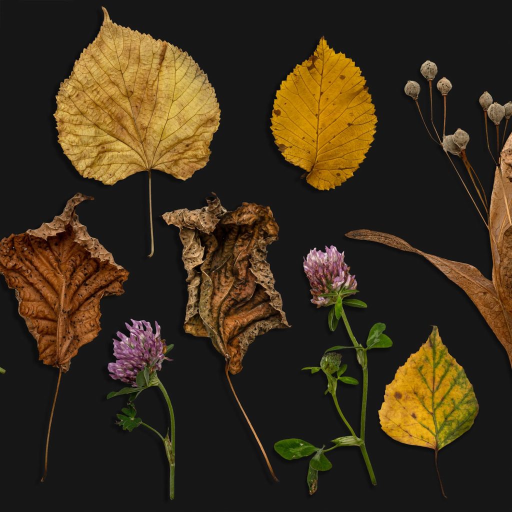 Fall Leaves Scene Creator – MasterBundles