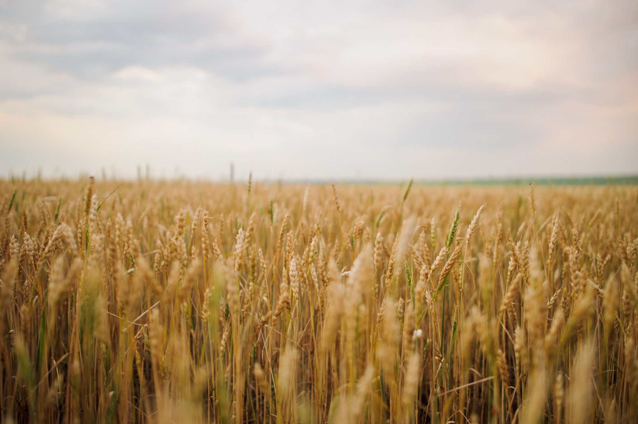 Wheat Photo HD Stock Wheat Picture – MasterBundles