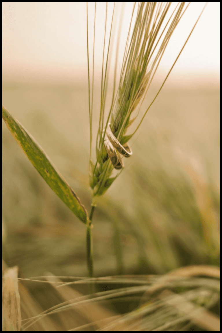 Rings Photo: Wedding Rings on a Spikelet of Wheat – MasterBundles