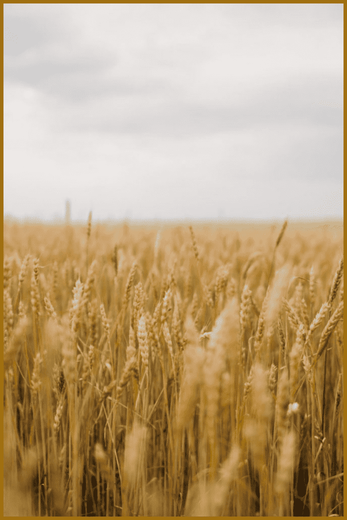 Wheat Photo HD Stock Wheat Picture – MasterBundles