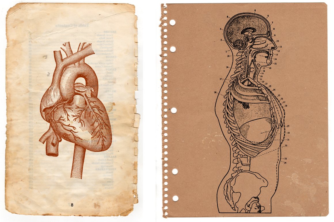 50 Vintage Anatomy Vectors – MasterBundles