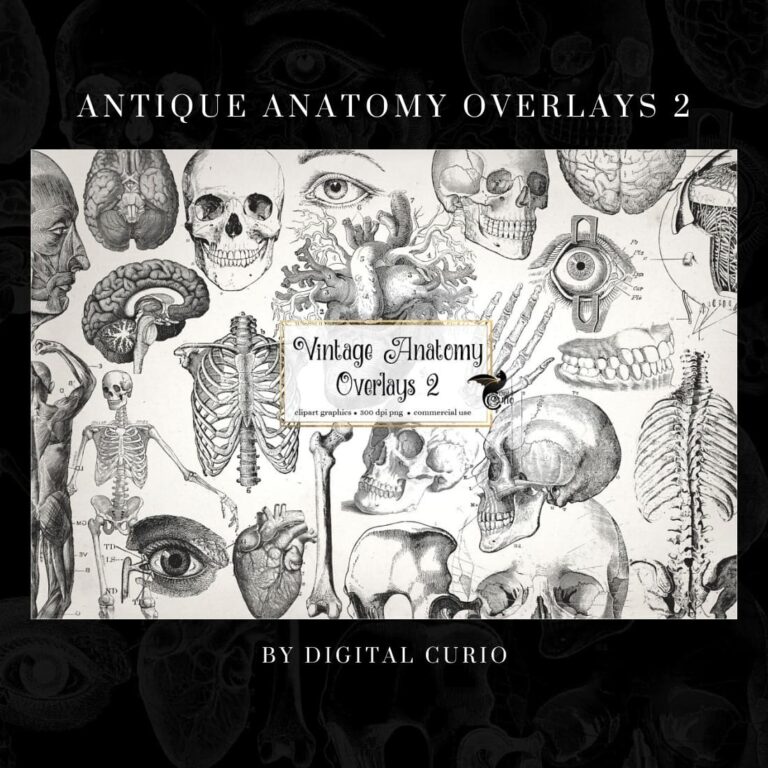 Antique Anatomy Overlays – MasterBundles