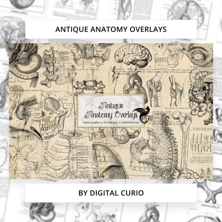 Antique Anatomy Overlays – MasterBundles