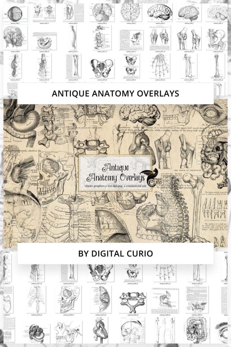 Antique Anatomy Overlays – MasterBundles