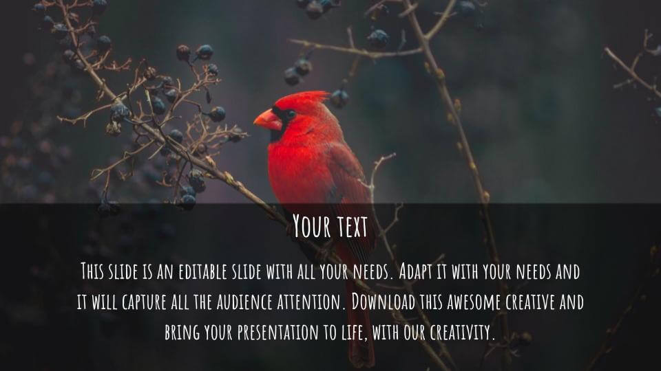 Free Nature Animal Powerpoint Background | Master Bundles