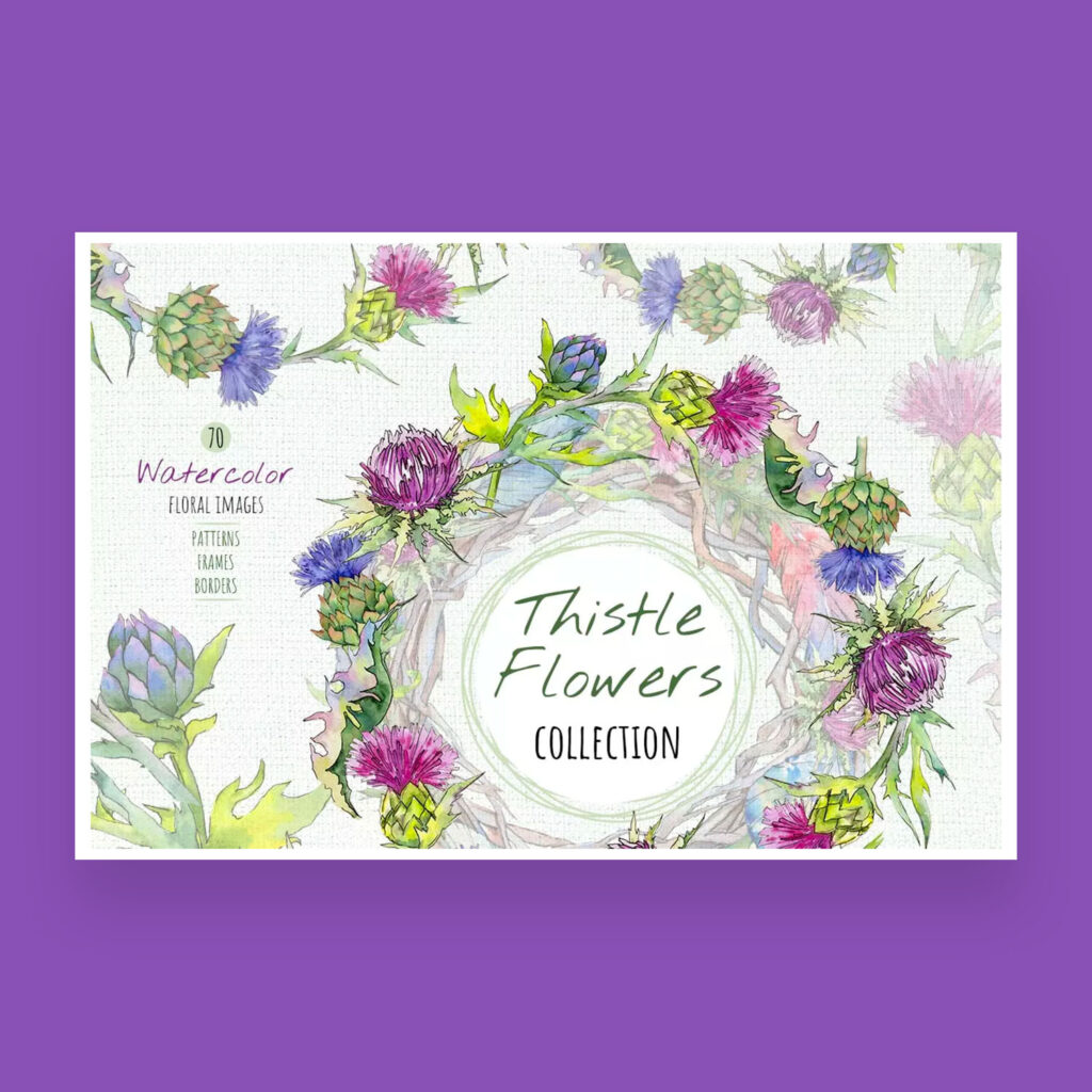 Thistle Flowers Collection PNG Watercolor Set – MasterBundles