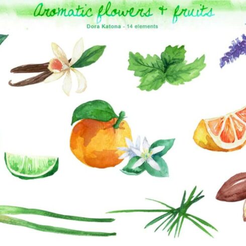 Aromatic Plants and Fruits Set | Master Bundles
