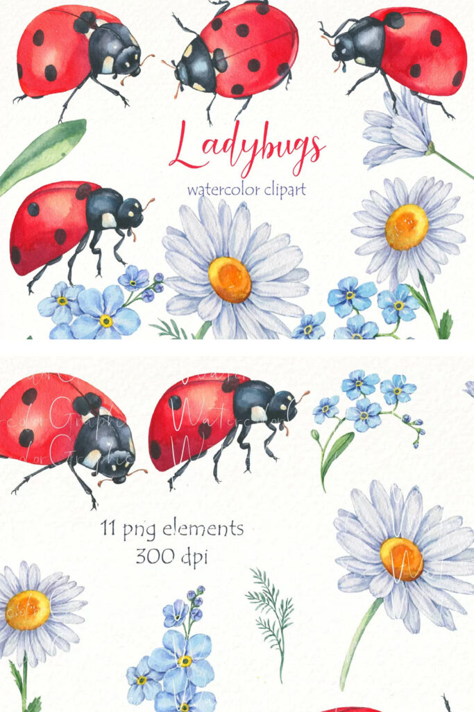 Watercolor Ladybug Clipart Bundle | Cute Insect PNG – MasterBundles