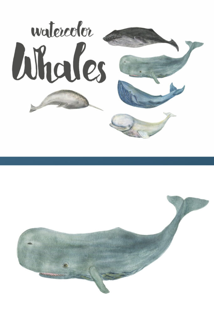 Watercolor Whales Hand Painted Clipart – MasterBundles