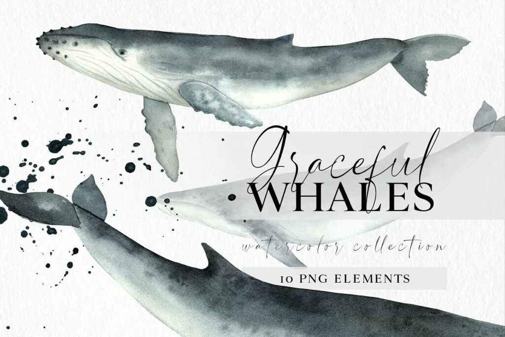 Graceful Watercolor Whales Clipart Set – MasterBundles