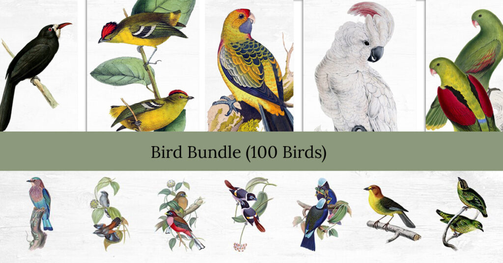 Bird Bundle (100 Birds) – MasterBundles
