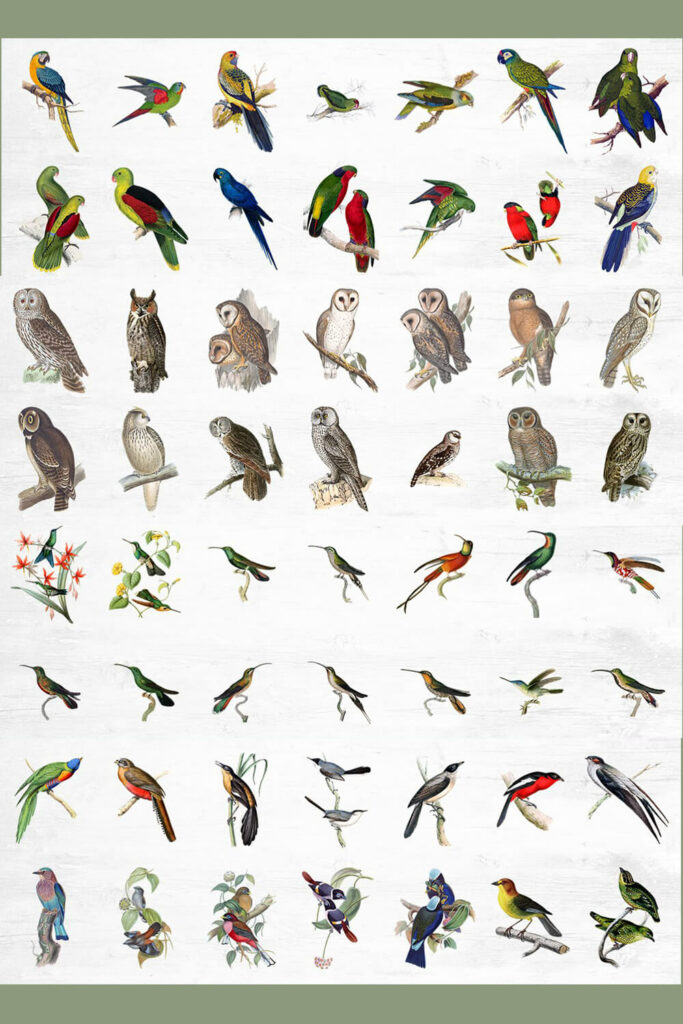 Bird Bundle (100 Birds) – MasterBundles