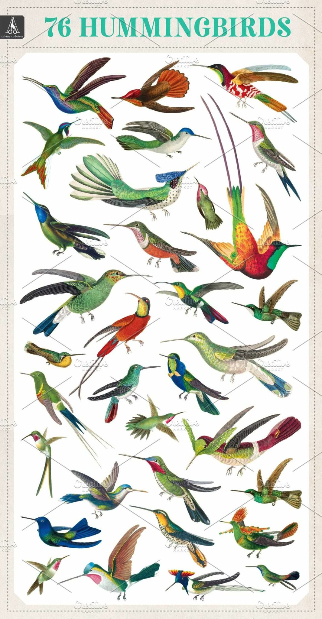 Vintage Hummingbird Illustrations – MasterBundles