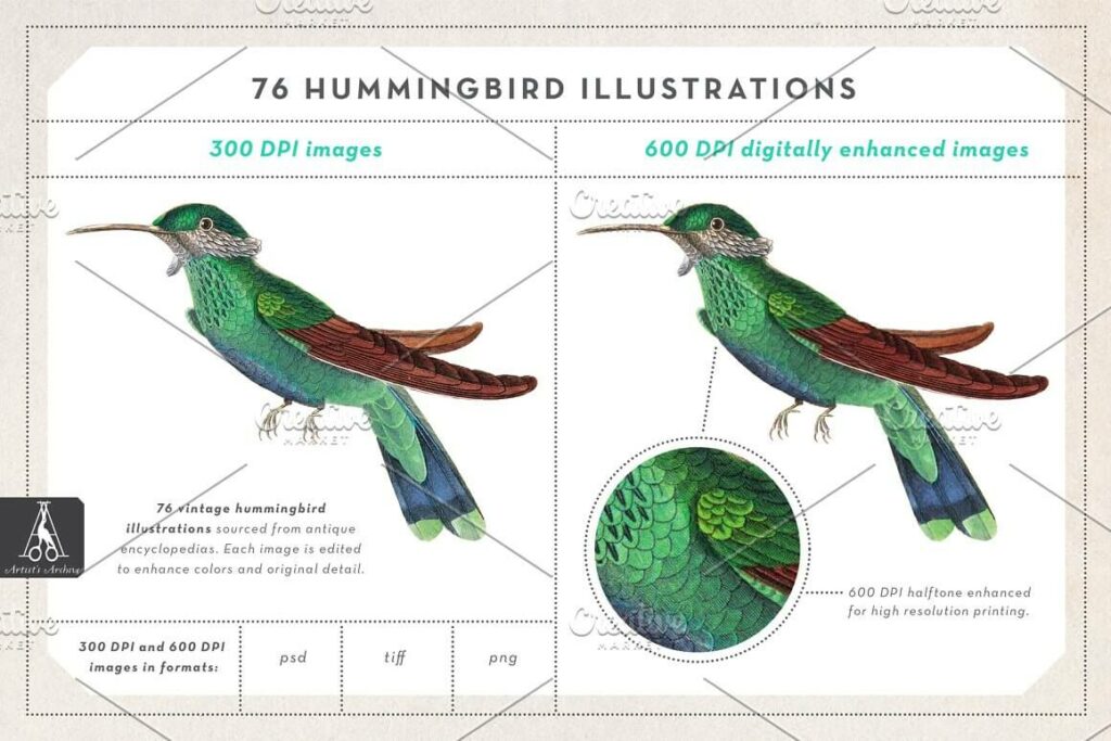 Vintage Hummingbird Illustrations – MasterBundles